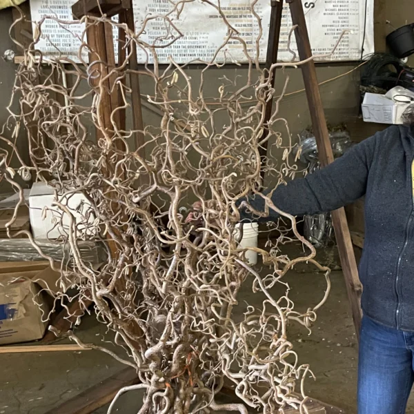 Walking Stick Contorted Chestnut Branches | Various Sizes Available ...